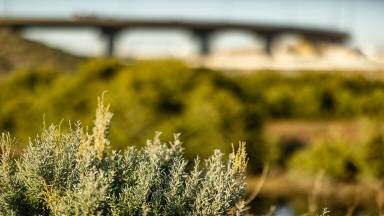 Northern Connector — Tract