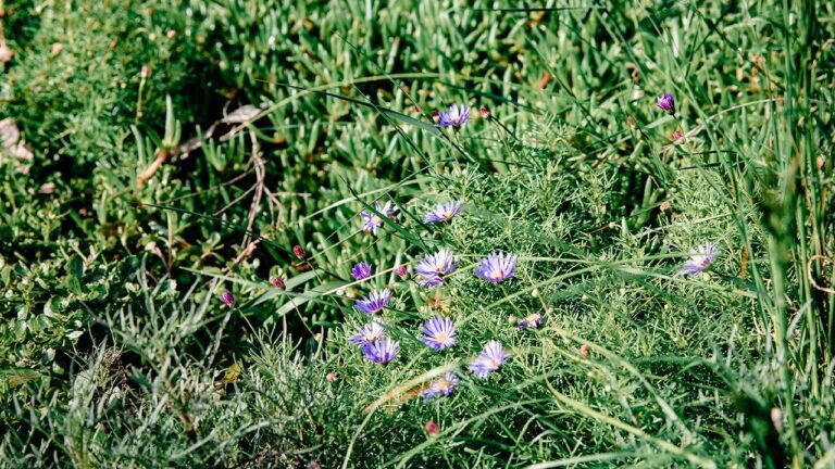 Monash University Flowering Meadow — Tract
