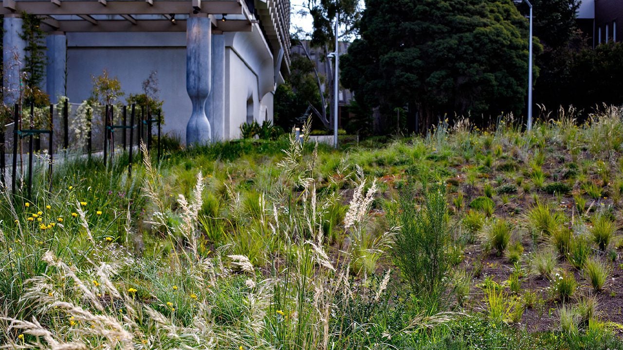 Monash University Flowering Meadow — Tract