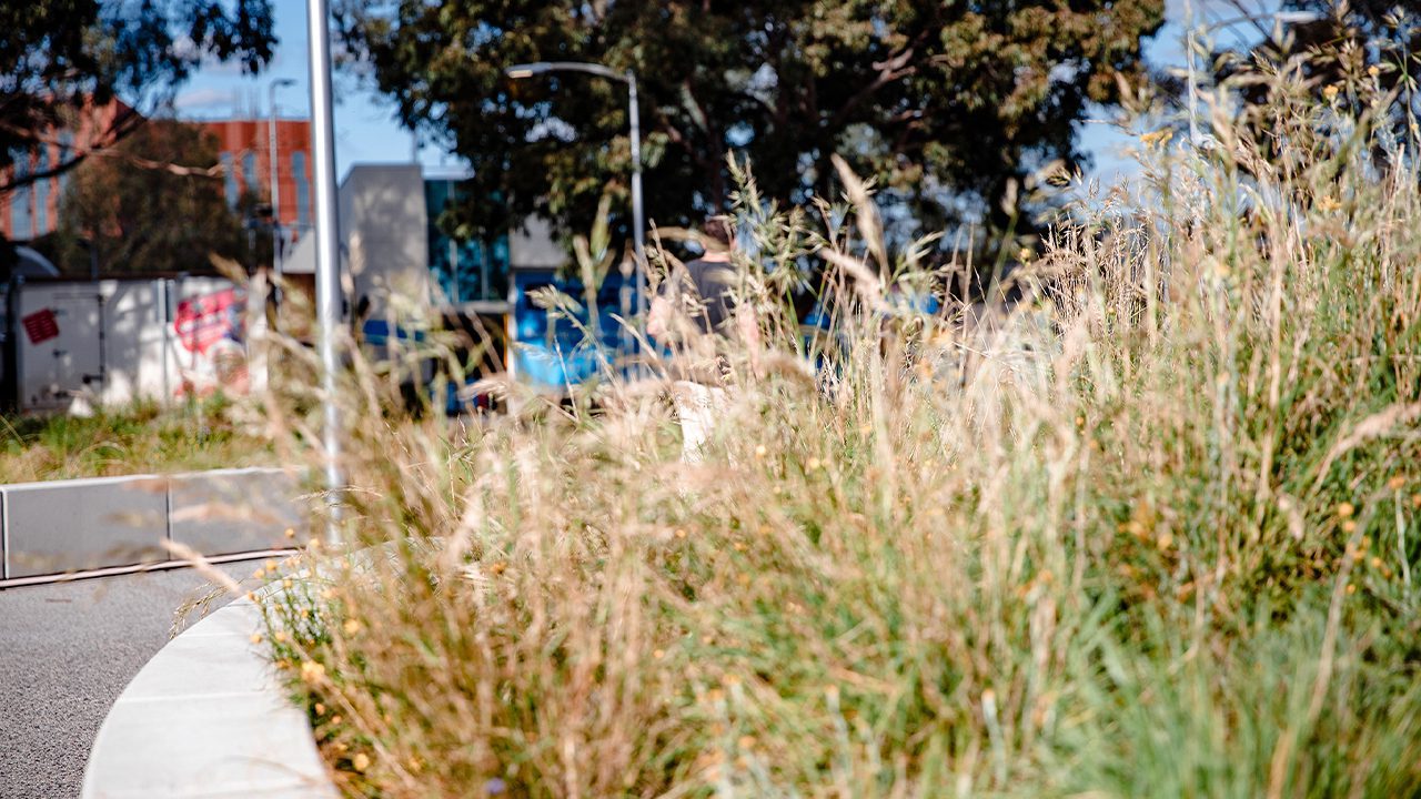 Monash University Flowering Meadow — Tract