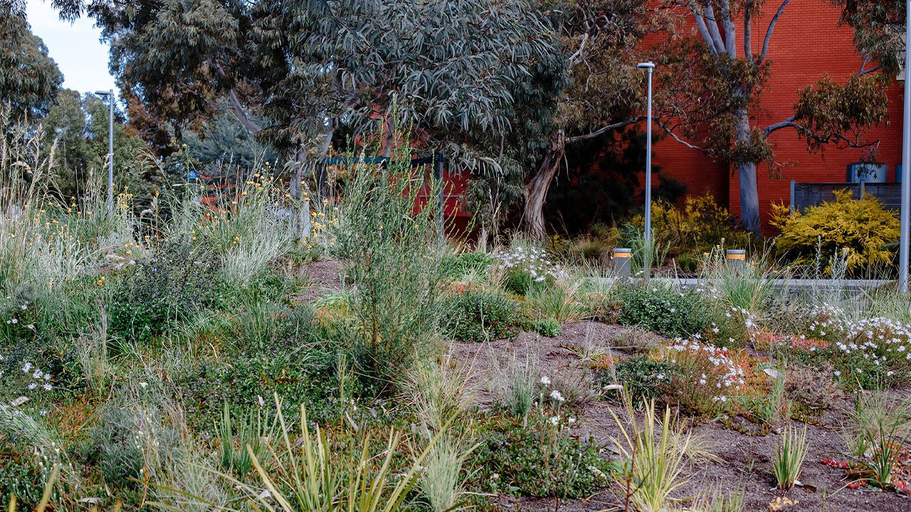 Monash University Flowering Meadow — Tract