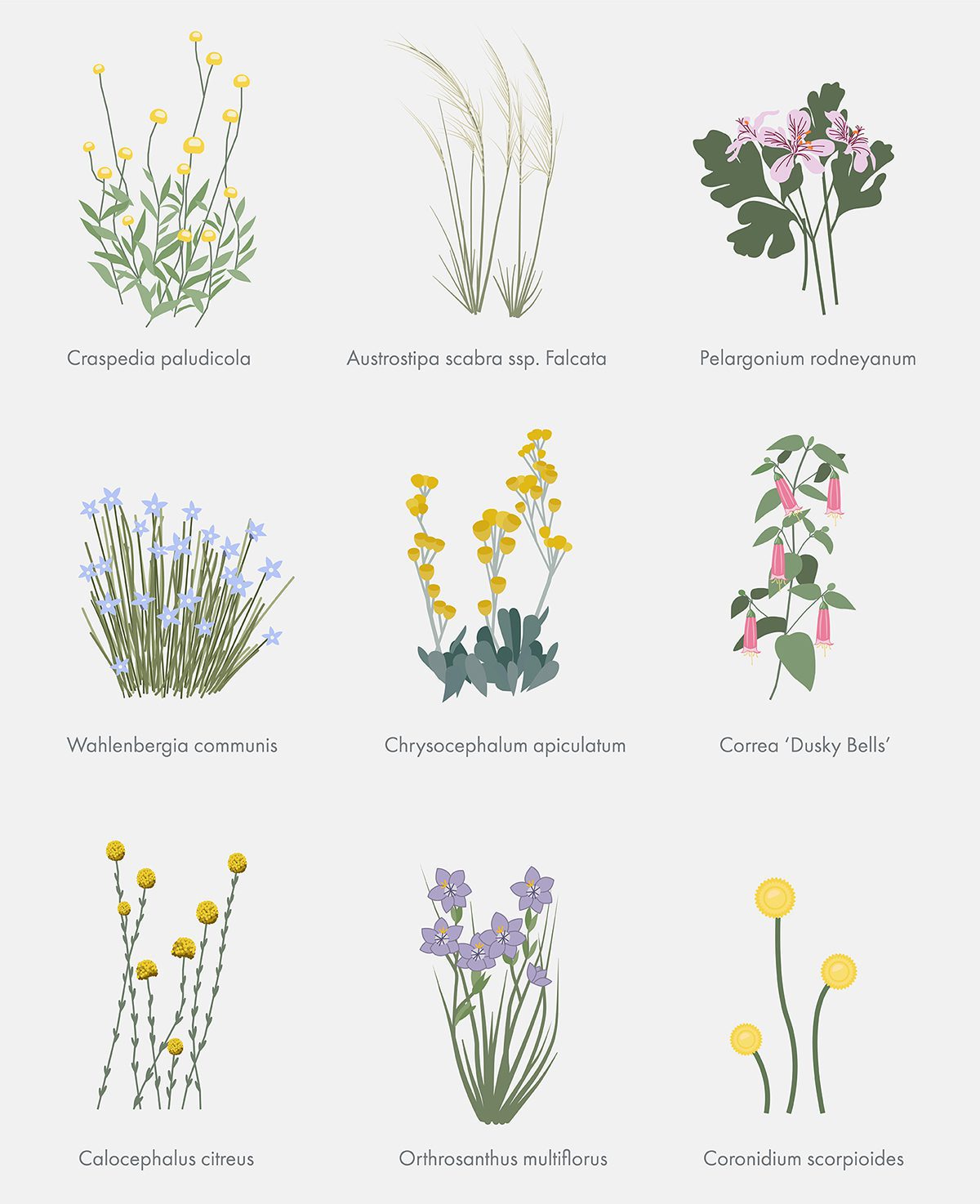 Monash University Flowering Meadow — Tract